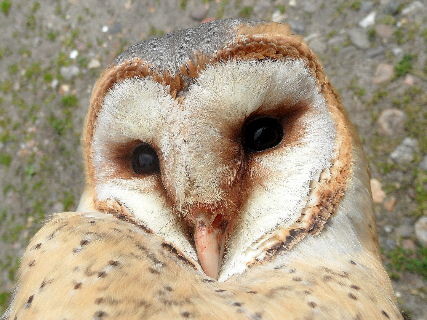 Eule „Mit offenen Augen“ Foto & Bild | tiere, wildlife, wild lebende ...