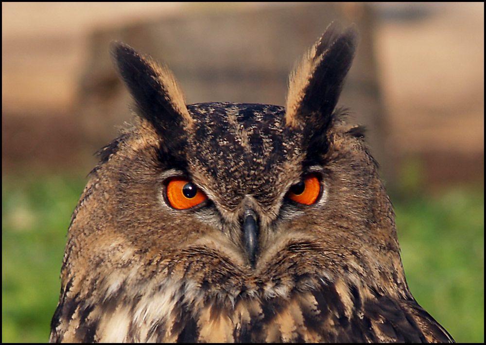 Eule mit roten Augen Foto & Bild | tiere, zoo, wildpark & falknerei ...