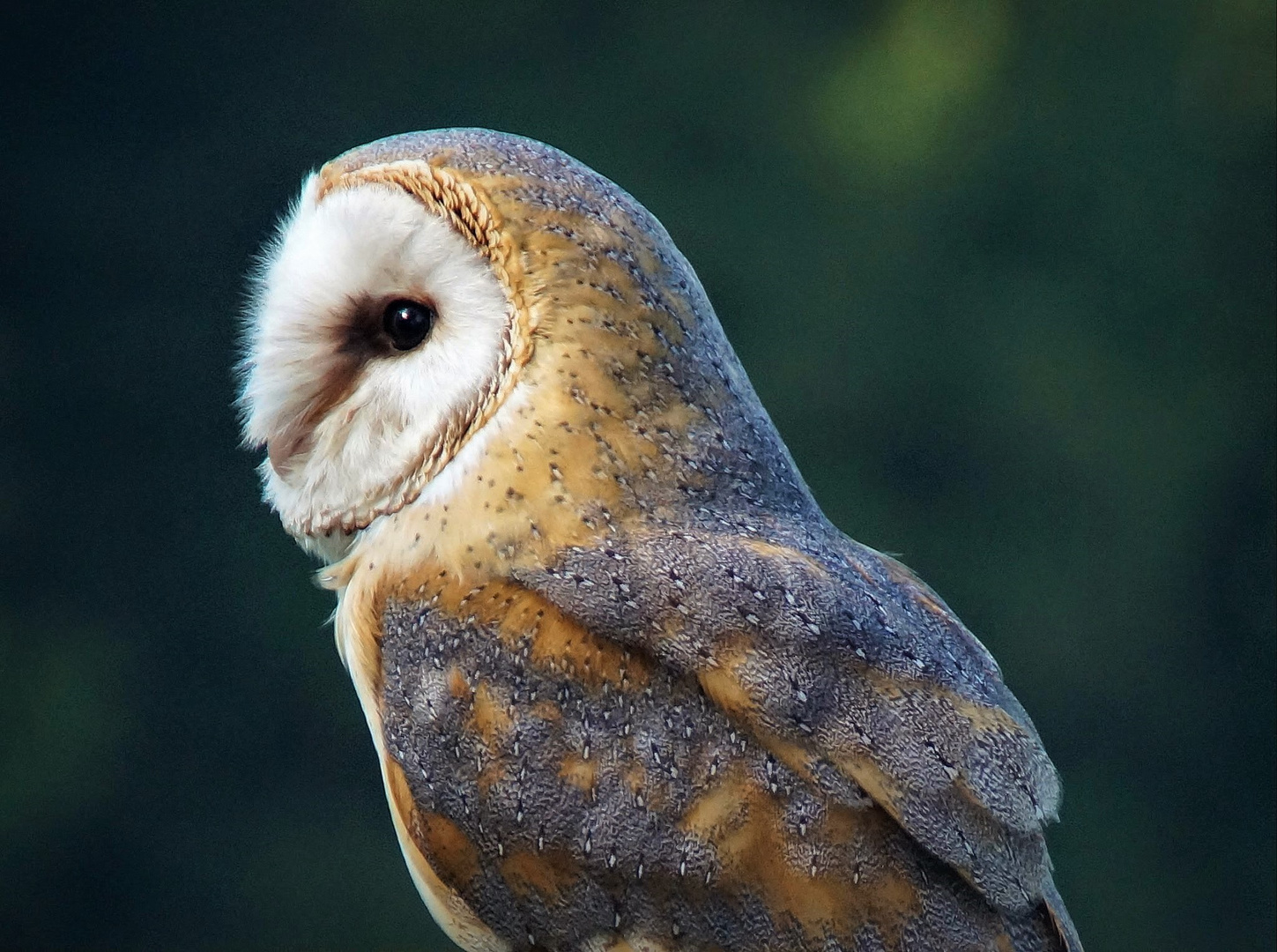 Eule N (2) Foto & Bild | tiere, zoo, wildpark & falknerei, vögel Bilder ...