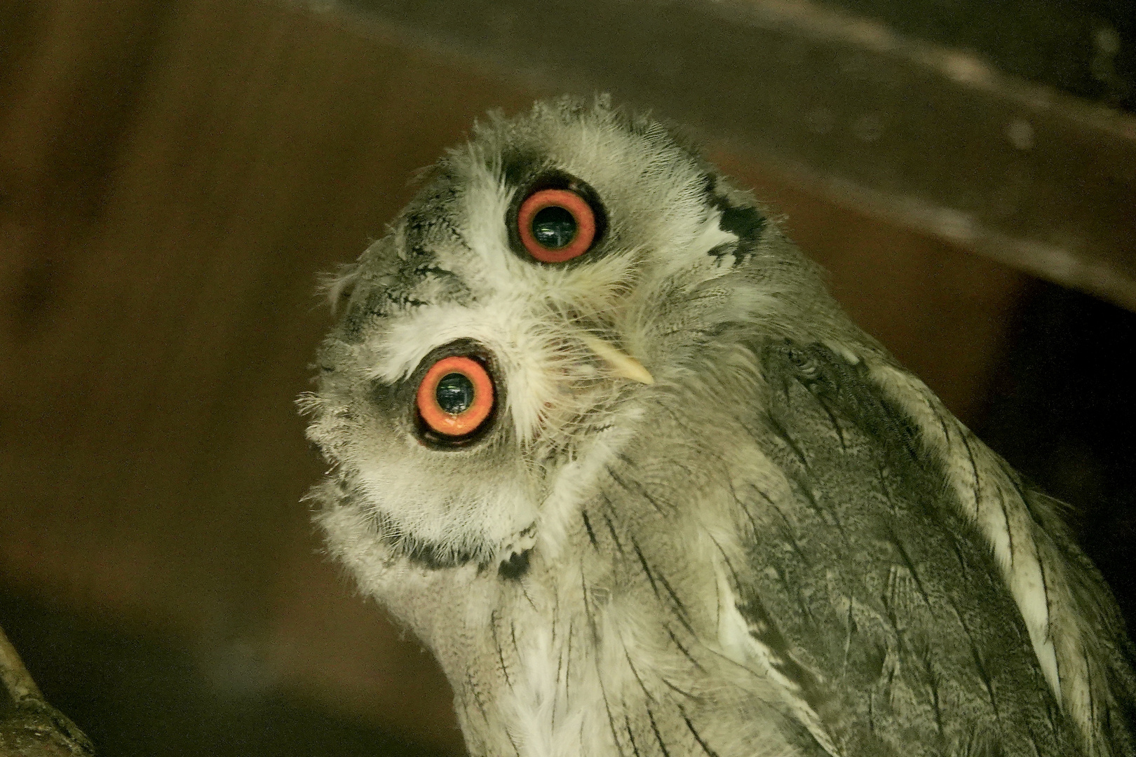 Eule oder Kauz? Foto & Bild | natur, eule, wildpark Bilder auf ...