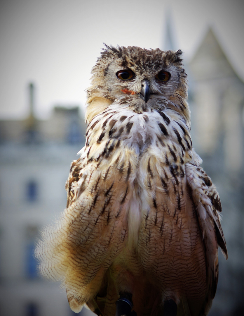 Eulen Foto & Bild | tiere, tier und mensch, fotos Bilder auf fotocommunity