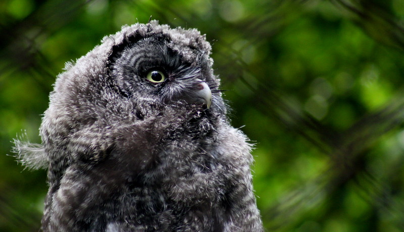 Eulen Foto & Bild | tiere, natur Bilder auf fotocommunity