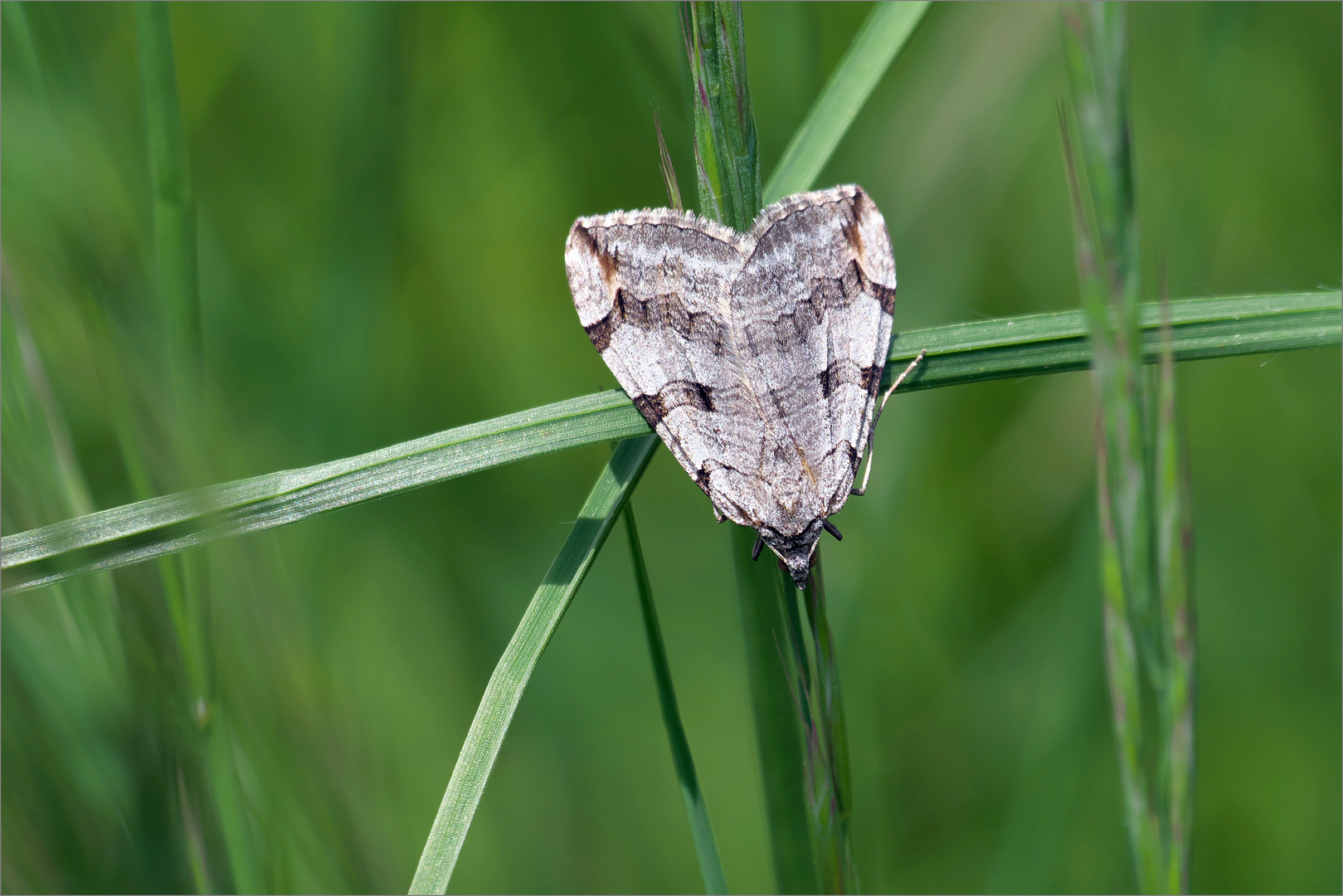 Eulen Falter oder Spanner Foto & Bild | makro, natur, nahaufnahme ...