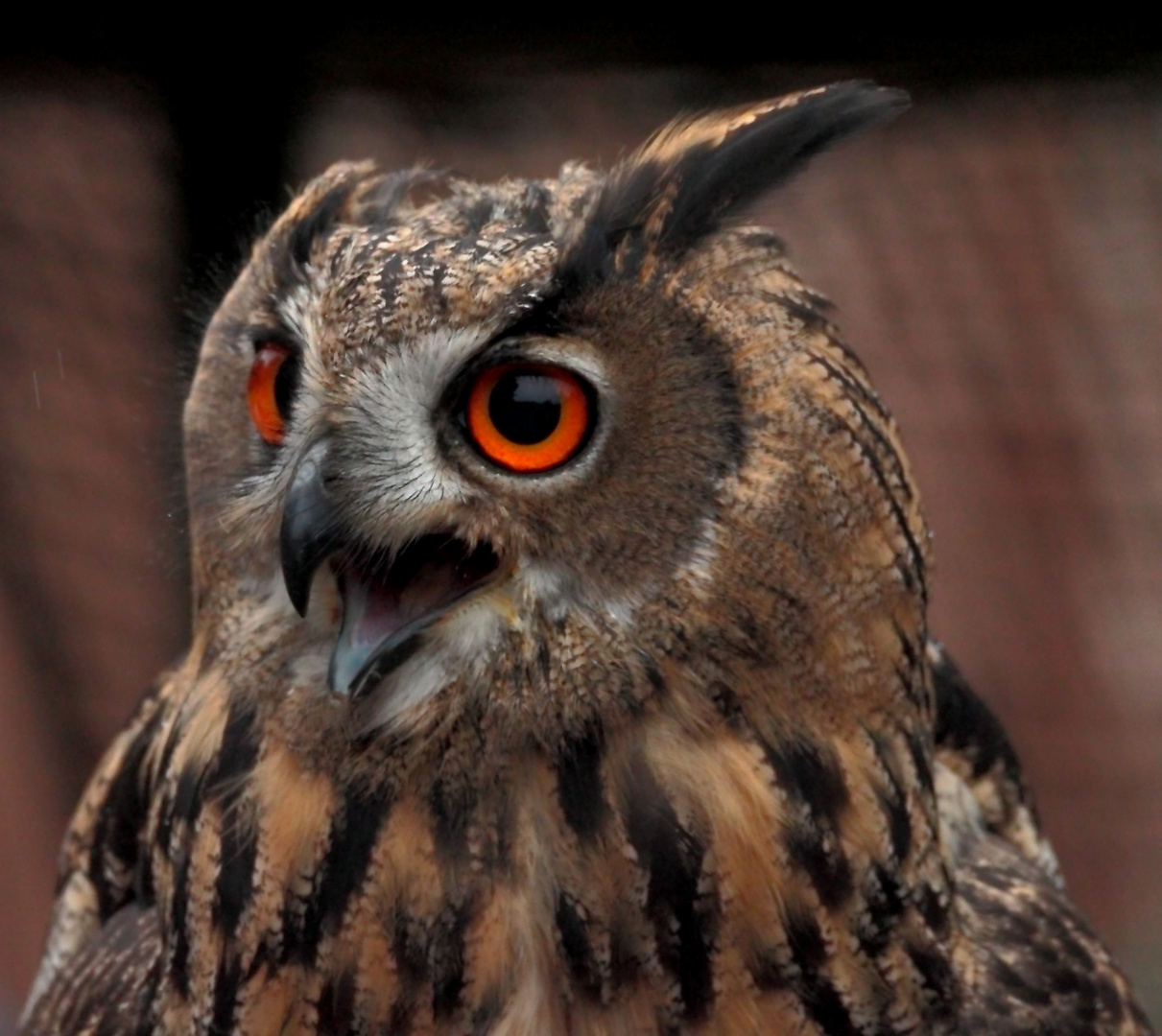 Eulen-Portrait Foto & Bild | tiere, zoo, wildpark & falknerei, vögel ...