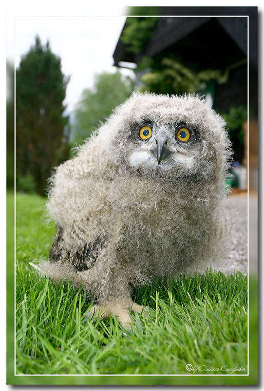 eulenbaby ""pauli" 3 wochen alt Foto & Bild | tiere, zoo, wildpark ...