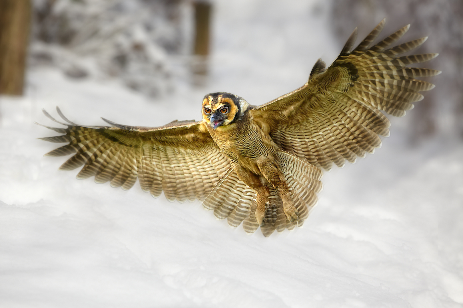 Eulenflug 3 Foto & Bild | tiere, wildlife, natur Bilder auf fotocommunity