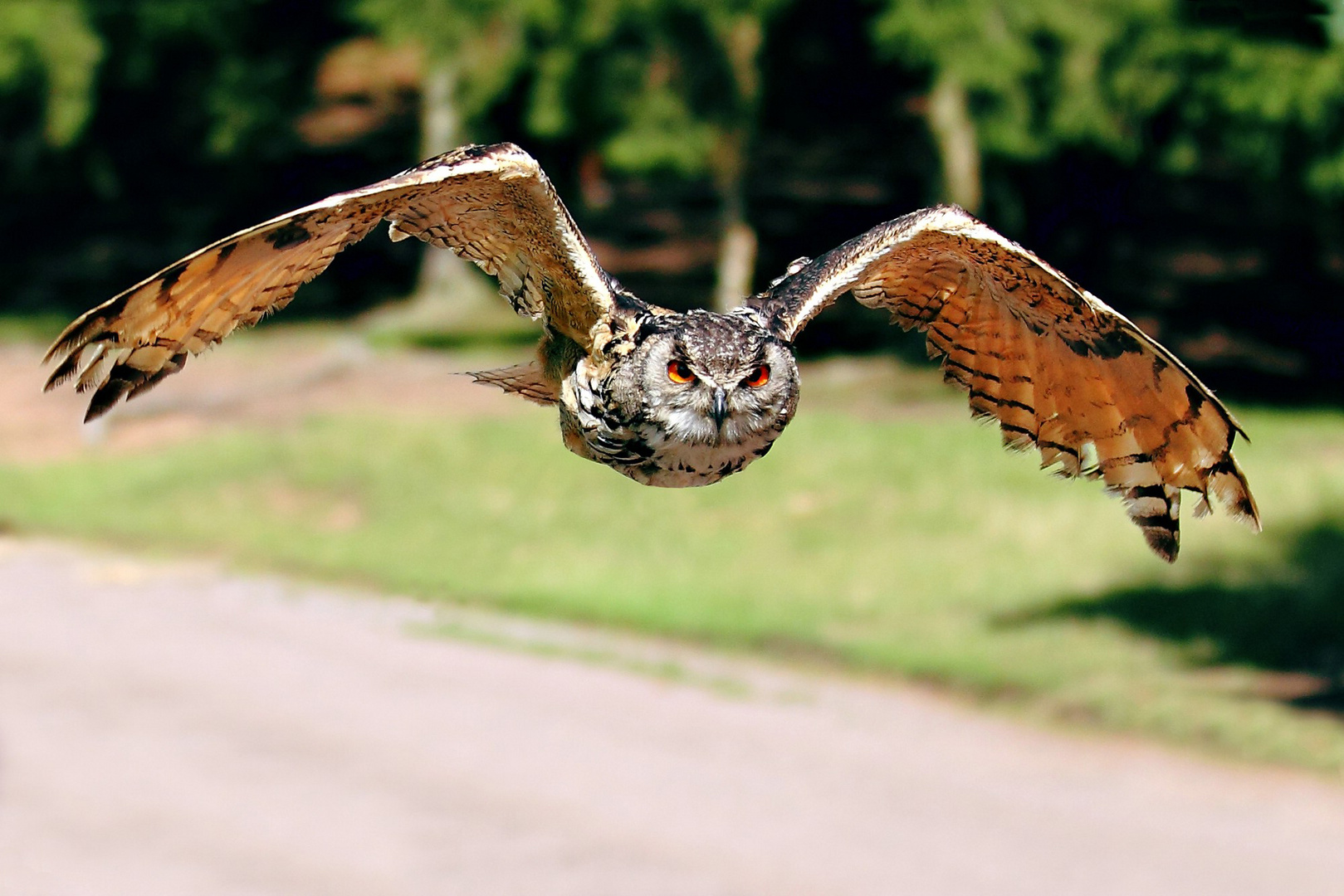 Eule Im Flug Hintergrundbilder