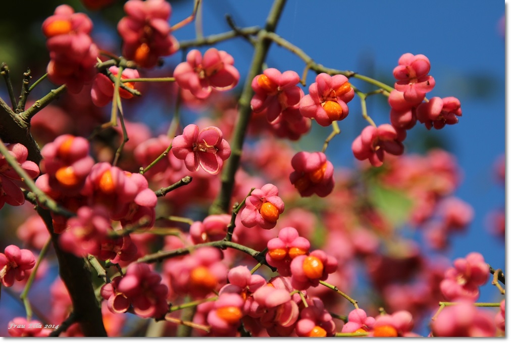 Euonymus europaeus Foto & Bild | pflanzen, pilze & flechten, früchte ...