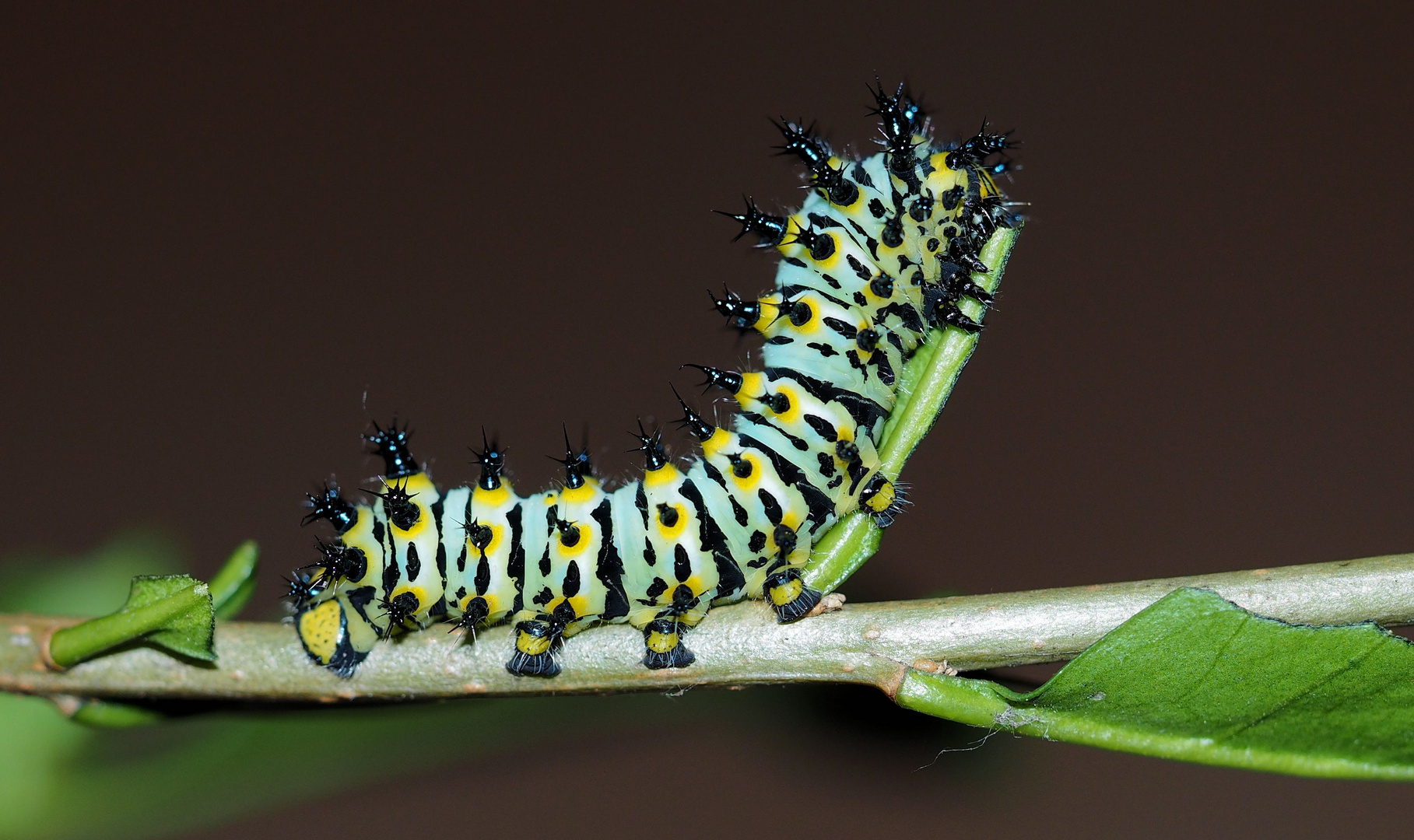 Eupackardia calleta Foto & Bild | natur, insekten, tiere Bilder auf ...