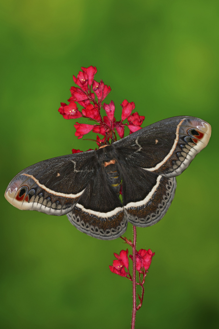 Eupackardia calleta Foto & Bild | tiere, haustiere, zoo, wildpark ...