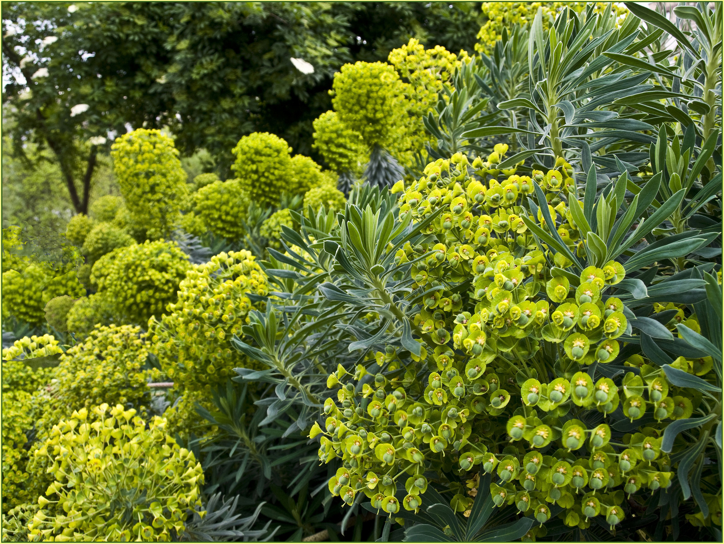 Euphorbes photo et image | grün, natur, pflanzen Images fotocommunity