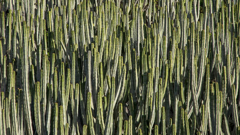 Euphorbia canariensis Foto & Bild | spain, world, natur Bilder auf ... Euphorbia canariensis Foto & Bild | spain, world, natur Bilder auf ...