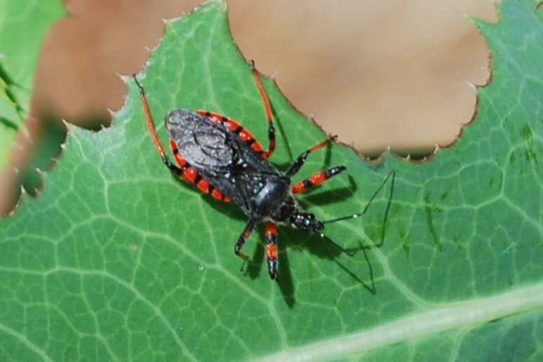 Euphorie pur!!! Foto & Bild | tiere, wildlife, insekten Bilder auf ... Euphorie pur!!! Foto & Bild | tiere, wildlife, insekten Bilder auf ...