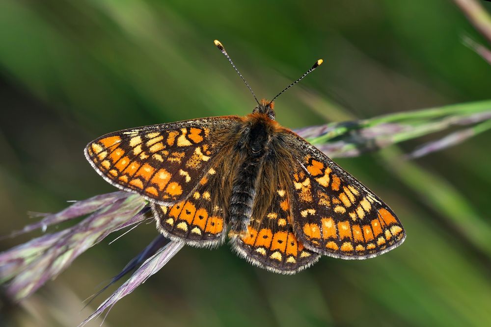 Euphydryas aurinia Foto & Bild | fotos, outdoor, makro Bilder auf ...