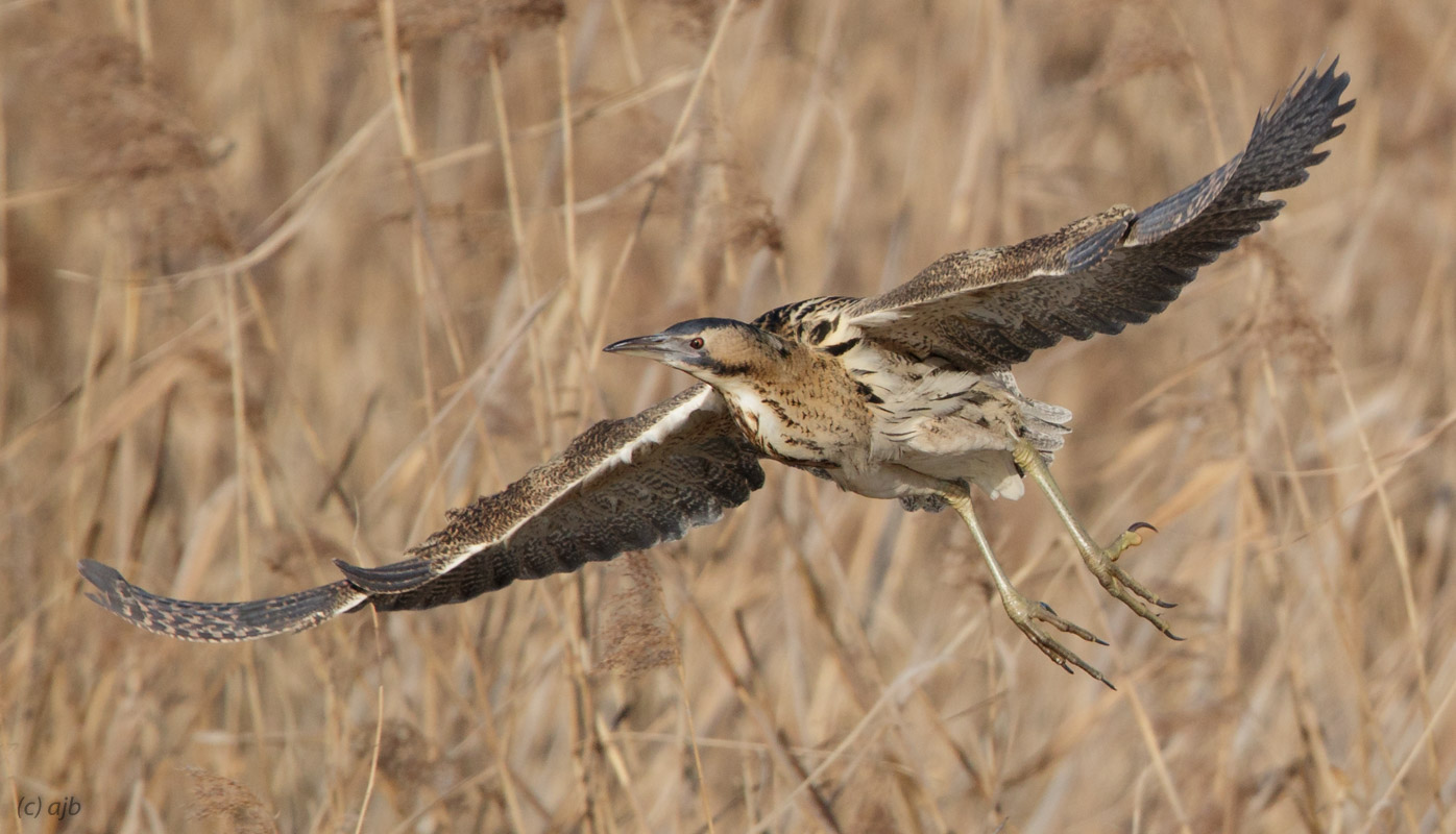 Eurasian/Great bittern Foto & Bild | tiere, wildlife, wild lebende ...