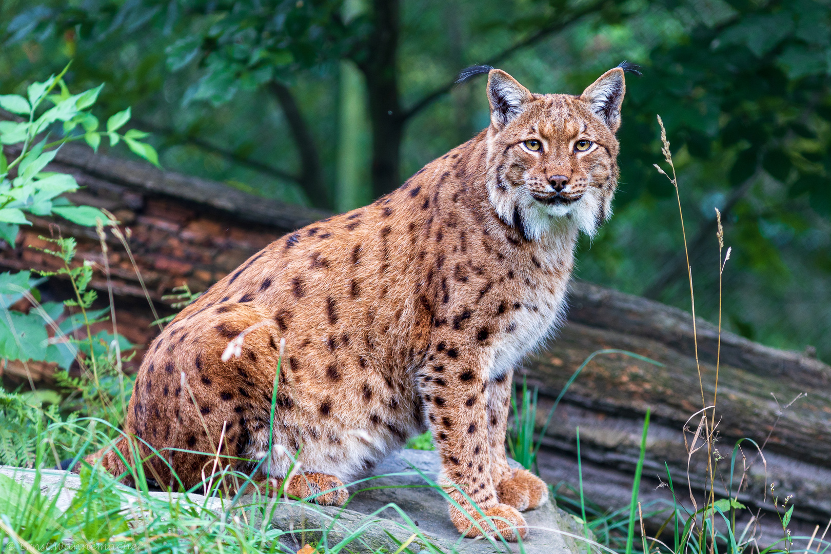 Eurasischer Luchs Foto & Bild | tiere, zoo, wildpark & falknerei ...