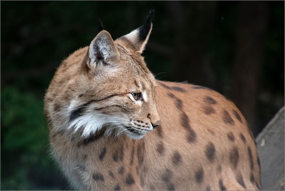 Eurasischer Luchs Foto & Bild | tiere, zoo, wildpark & falknerei ...