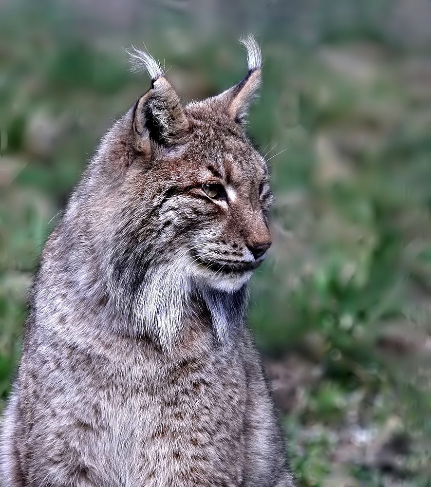 Eurasischer Luchs Foto & Bild | tiere, zoo, wildpark & falknerei ...
