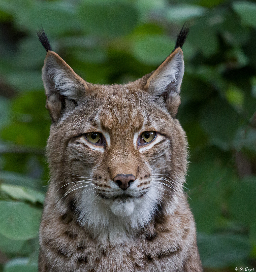 Eurasischer Luchs Foto & Bild | tiere, zoo, wildpark & falknerei ...