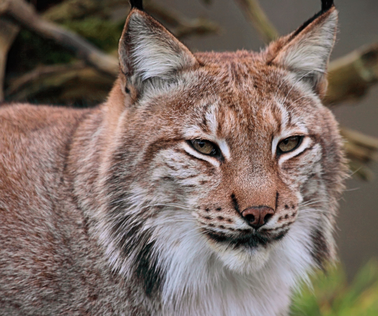 Eurasischer Luchs - Lynx lynx Foto & Bild | tiere, zoo, wildpark ...
