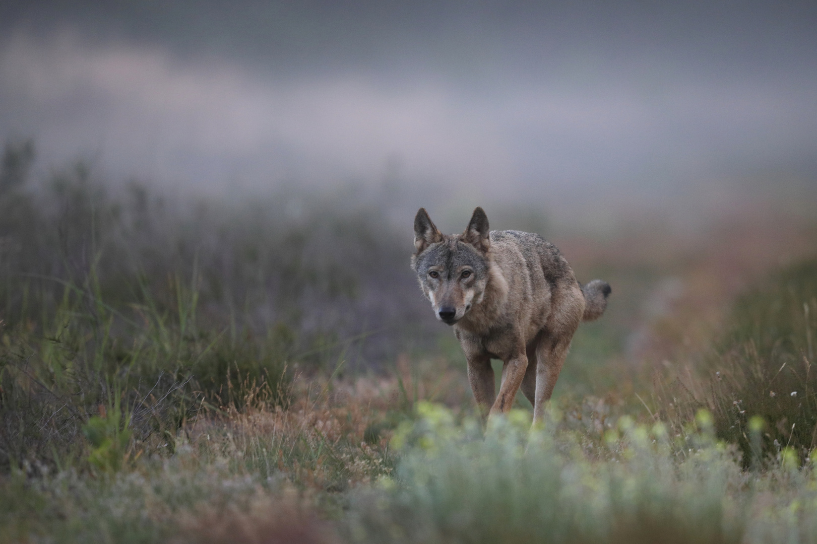 eur.Grauwolf 2019 Foto & Bild | tiere, wildlife, wolf Bilder auf ...