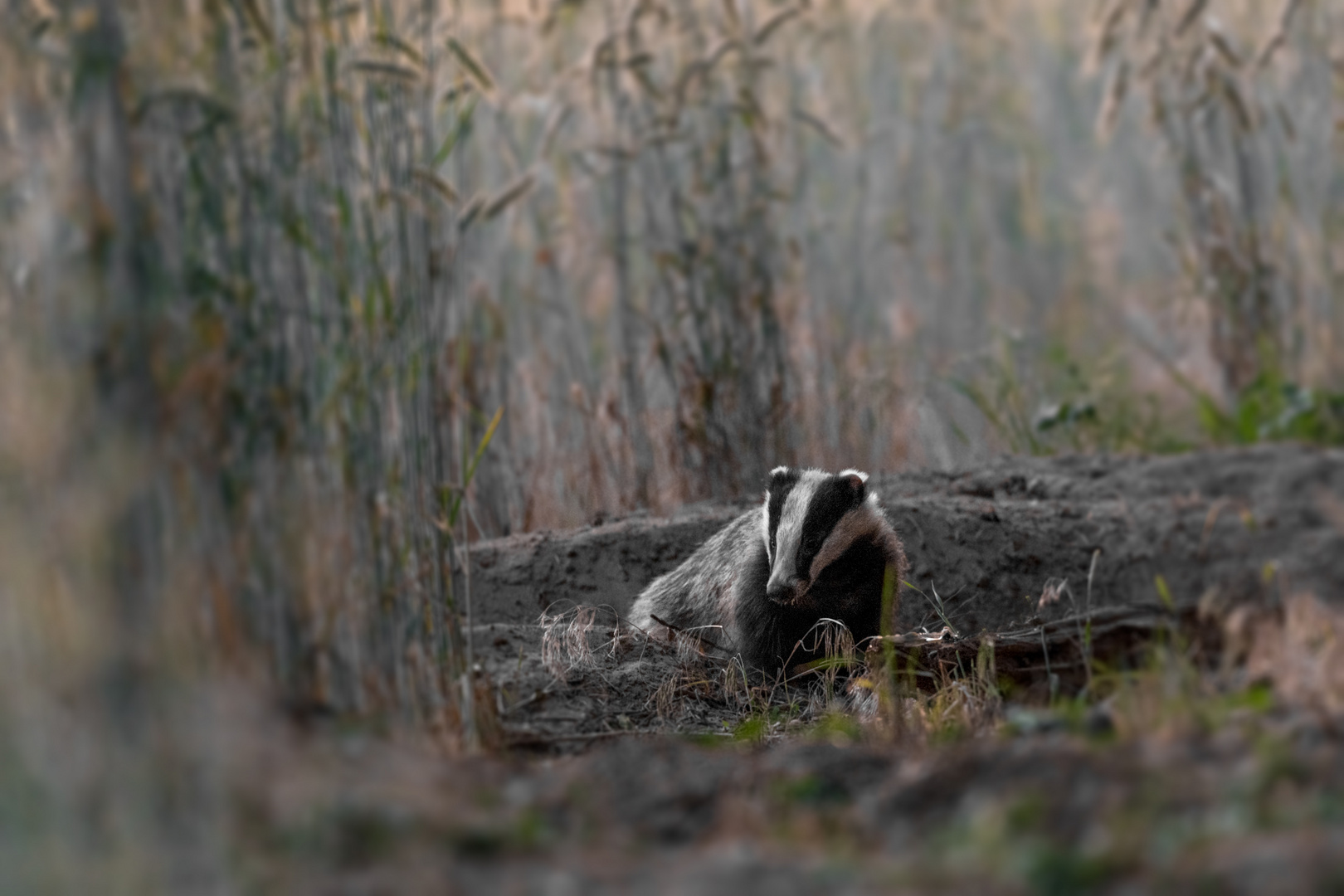 Europäische Dachs (Meles meles) Foto & Bild | tiere, wildlife ...