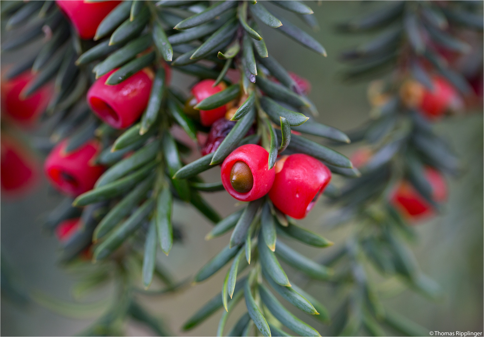 Europäische Eibe (Taxus baccata). Foto & Bild | pflanzen, pilze ...