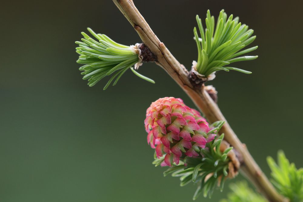 Europäische Lärche (Larix decidua) Foto & Bild | bäume, pflanzen ...