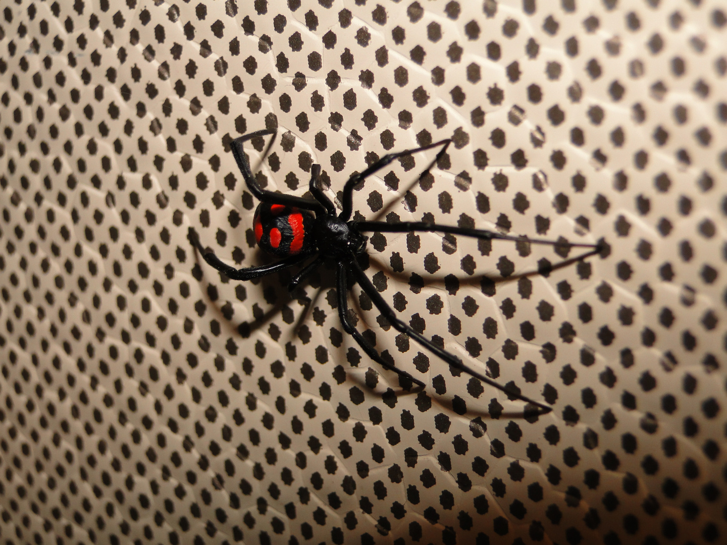 Europäische Schwarze Witwe Foto & Bild | tiere, wildlife, spinnen ...