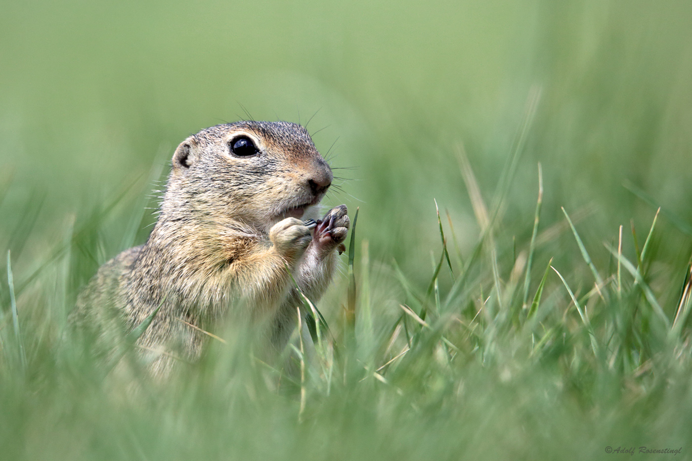 Europäische Ziesel (Spermophilus citellus) Foto & Bild | natur, tiere ...