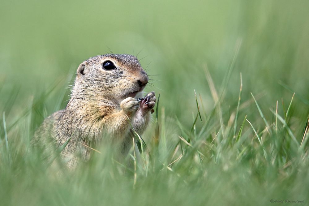 Europäische Ziesel (Spermophilus citellus) Foto & Bild | natur, tiere ...