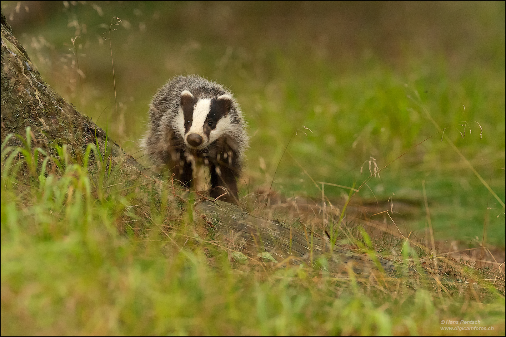 Europäischer Dachs Foto & Bild | tiere, zoo, wildpark & falknerei ...