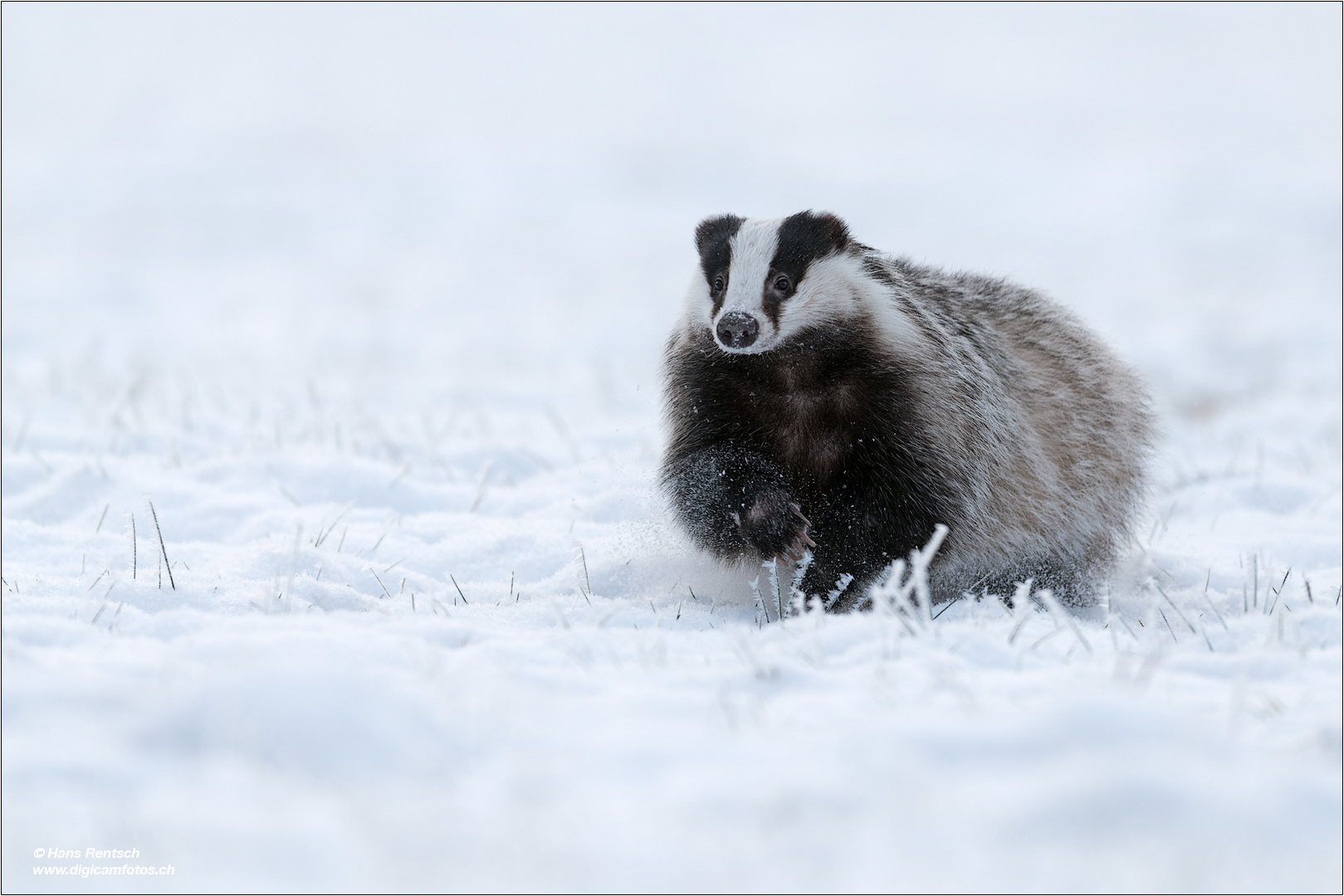 Europäischer Dachs Foto & Bild | tiere, zoo, wildpark & falknerei ...