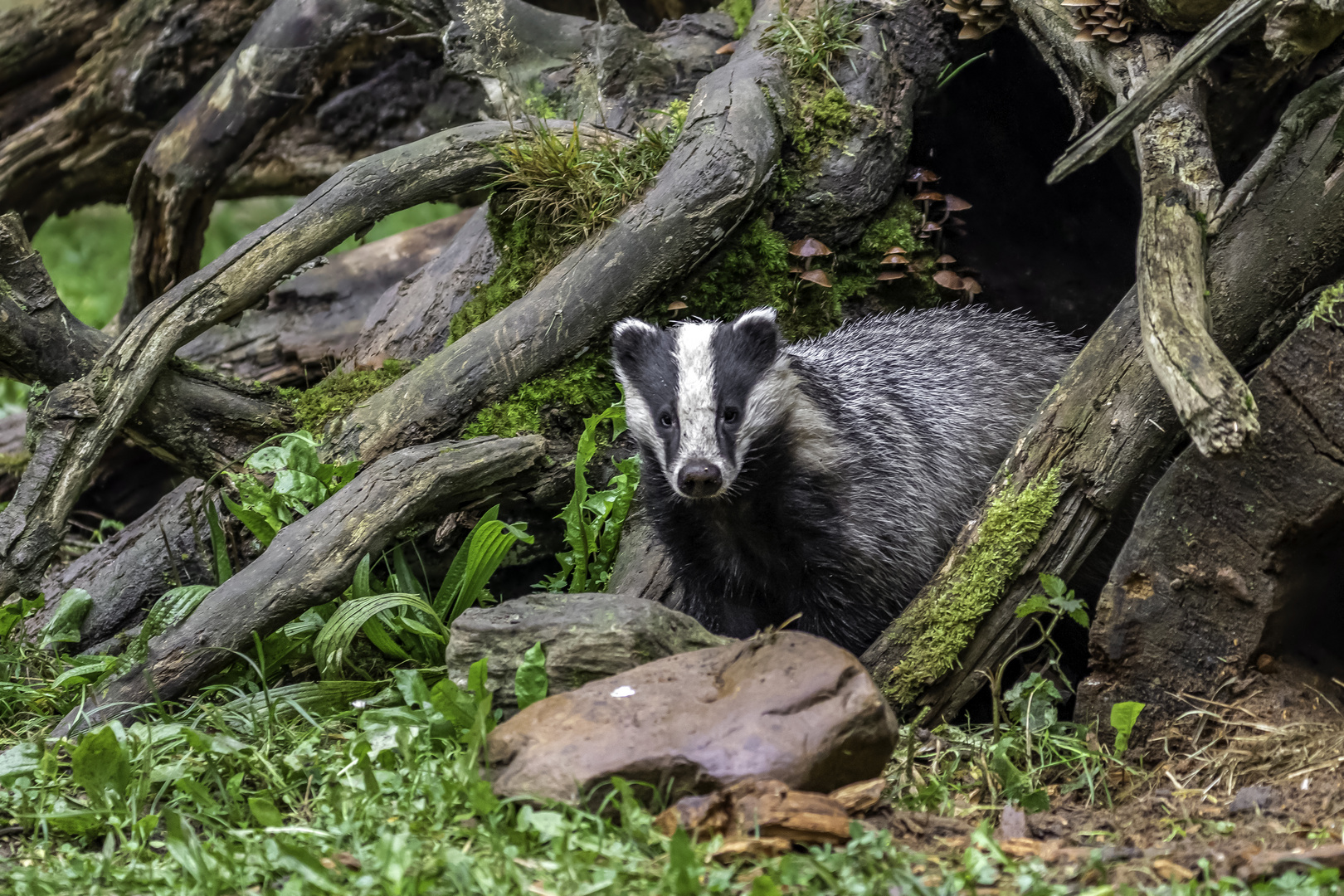 Europäischer Dachs (Meles meles) Foto & Bild | tiere, wildlife ...