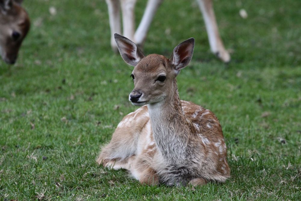 Europäischer Damhirsch (Damhirschkalb) Freiburger Tiergehege Mundenhof ...