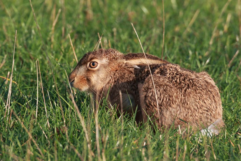 Europäischer Feldhase Foto And Bild Tiere Wildlife Säugetiere Bilder Auf Fotocommunity