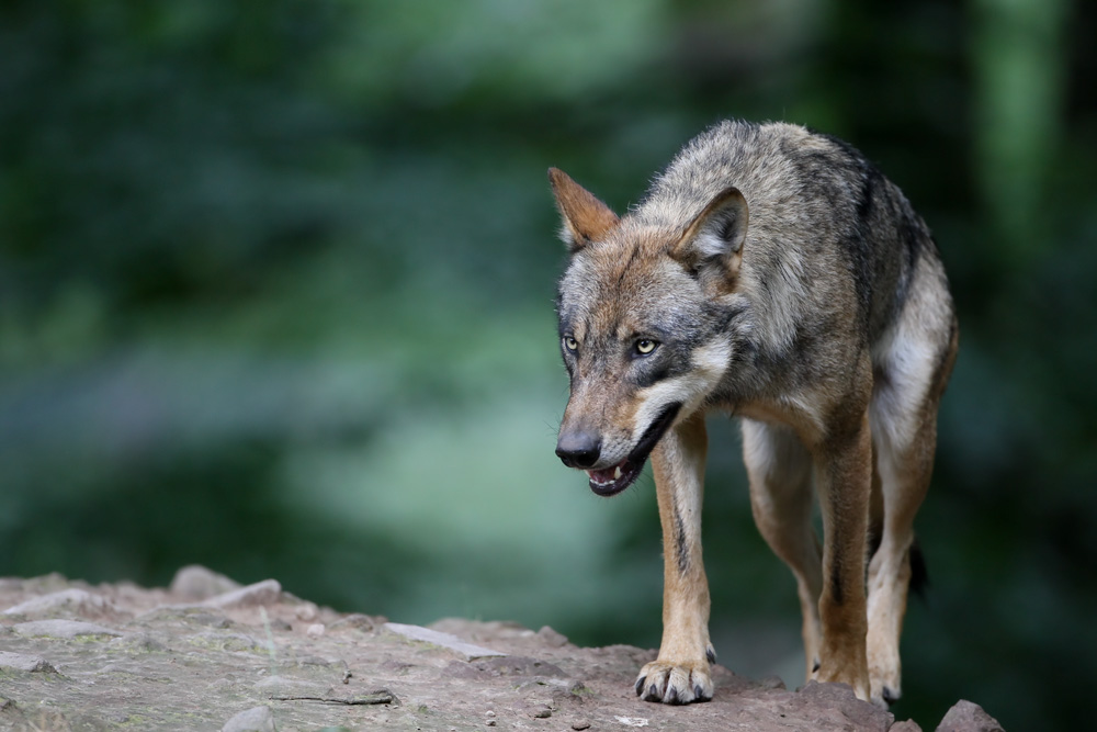 Europäischer Grauwolf Foto & Bild | tiere, zoo, wildpark & falknerei ...