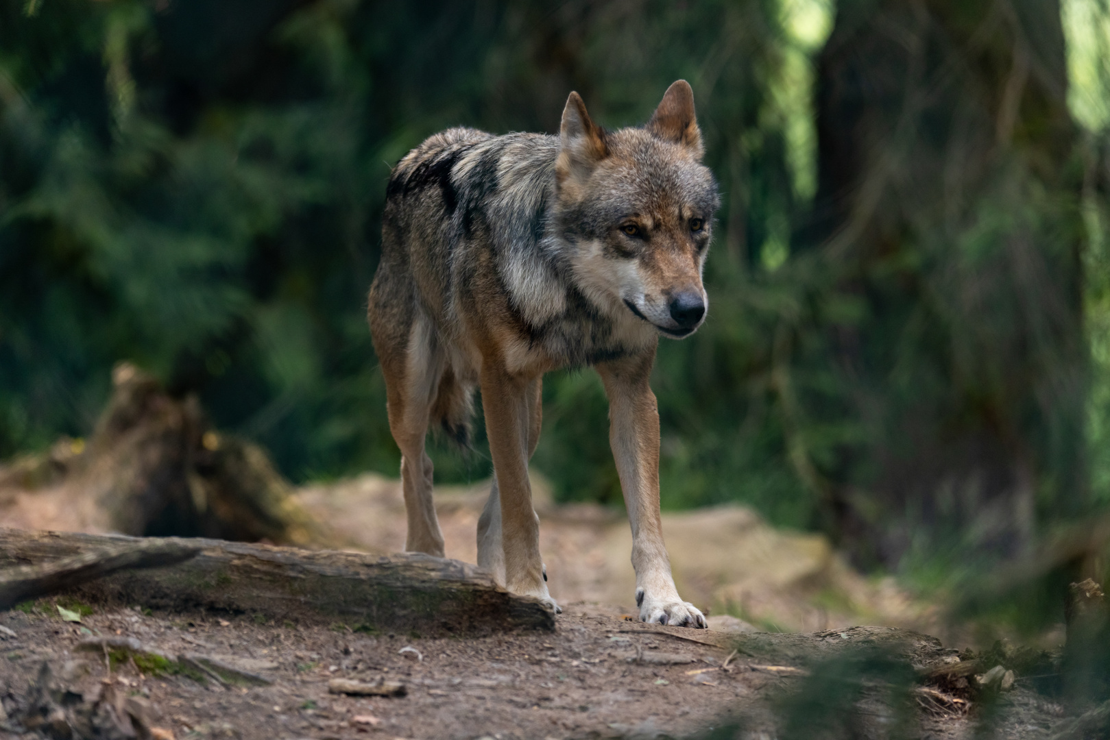 Europäischer Grauwolf Foto & Bild | natur, wolf, zoo Bilder auf ...
