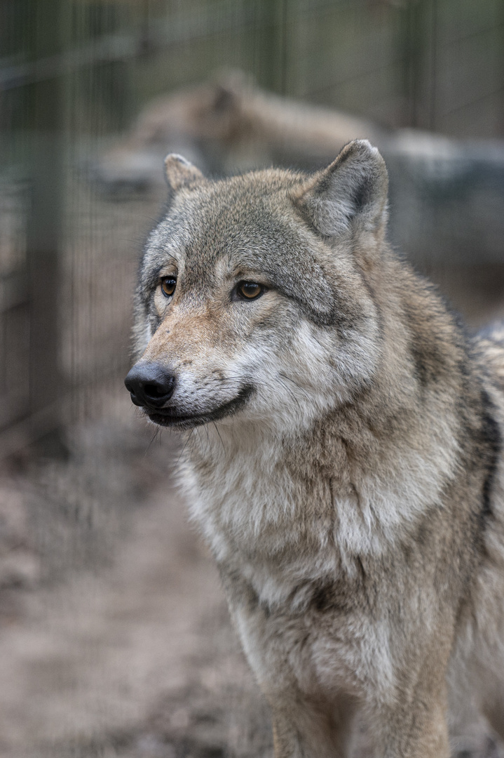 Europäischer Grauwolf Foto & Bild | tiere, zoo, wildpark & falknerei ...