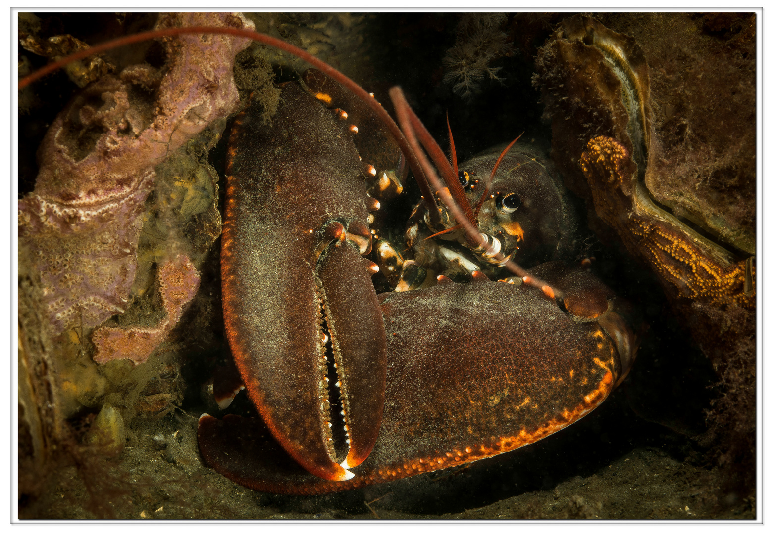 Europäischer Hummer II Foto & Bild | unterwasser, uw-salzwasser, natur ...