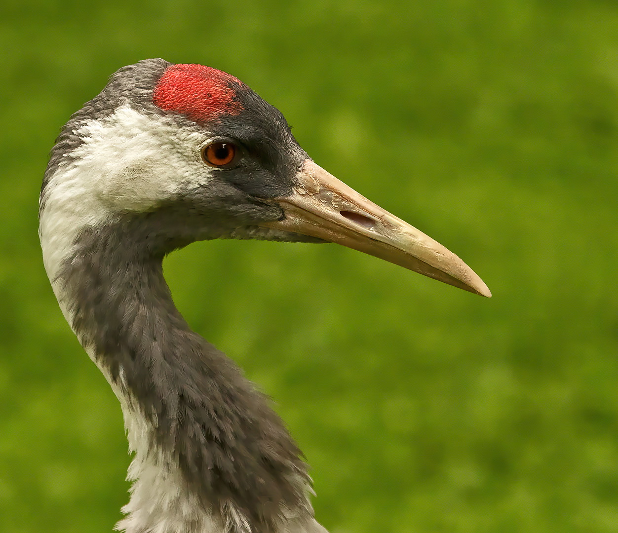 Europäischer Kranich 001 Foto & Bild | natur, portrait, pflanzen Bilder ...
