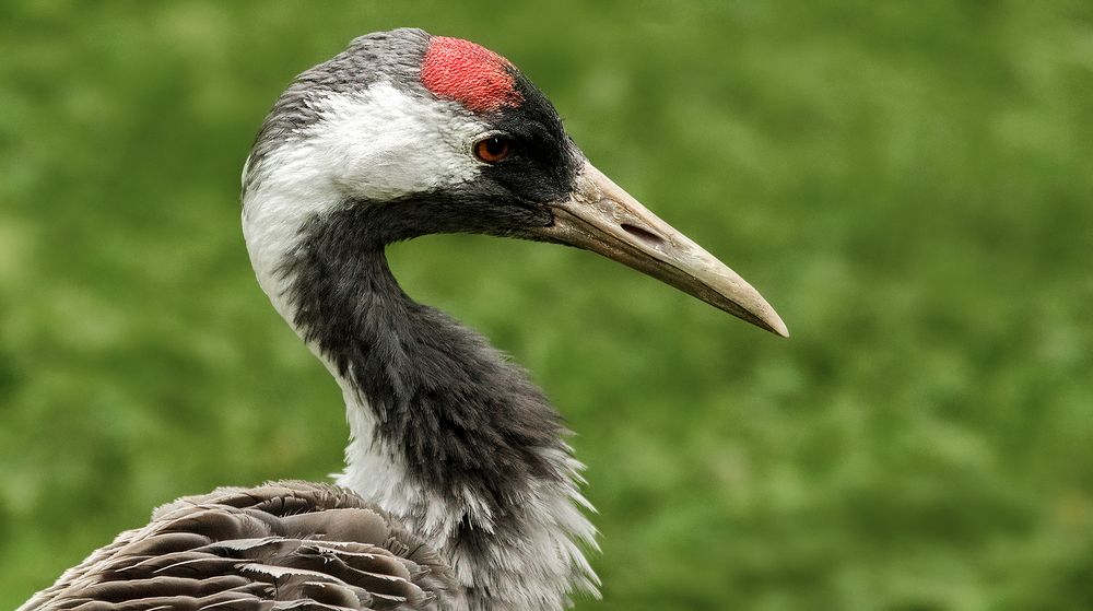 Europäischer Kranich-Portrait 006 eing Foto & Bild | deutschland ...