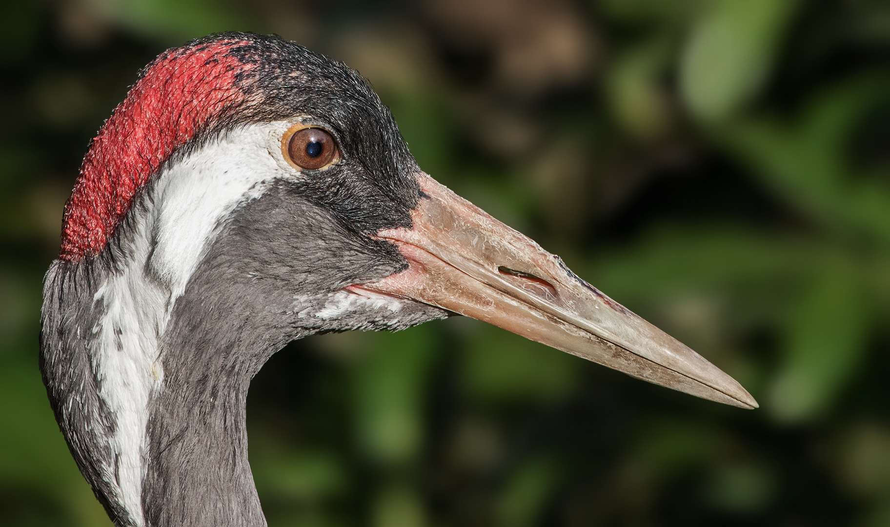 Europäischer Kranich-Portrait 007 Foto & Bild | deutschland, europe ...