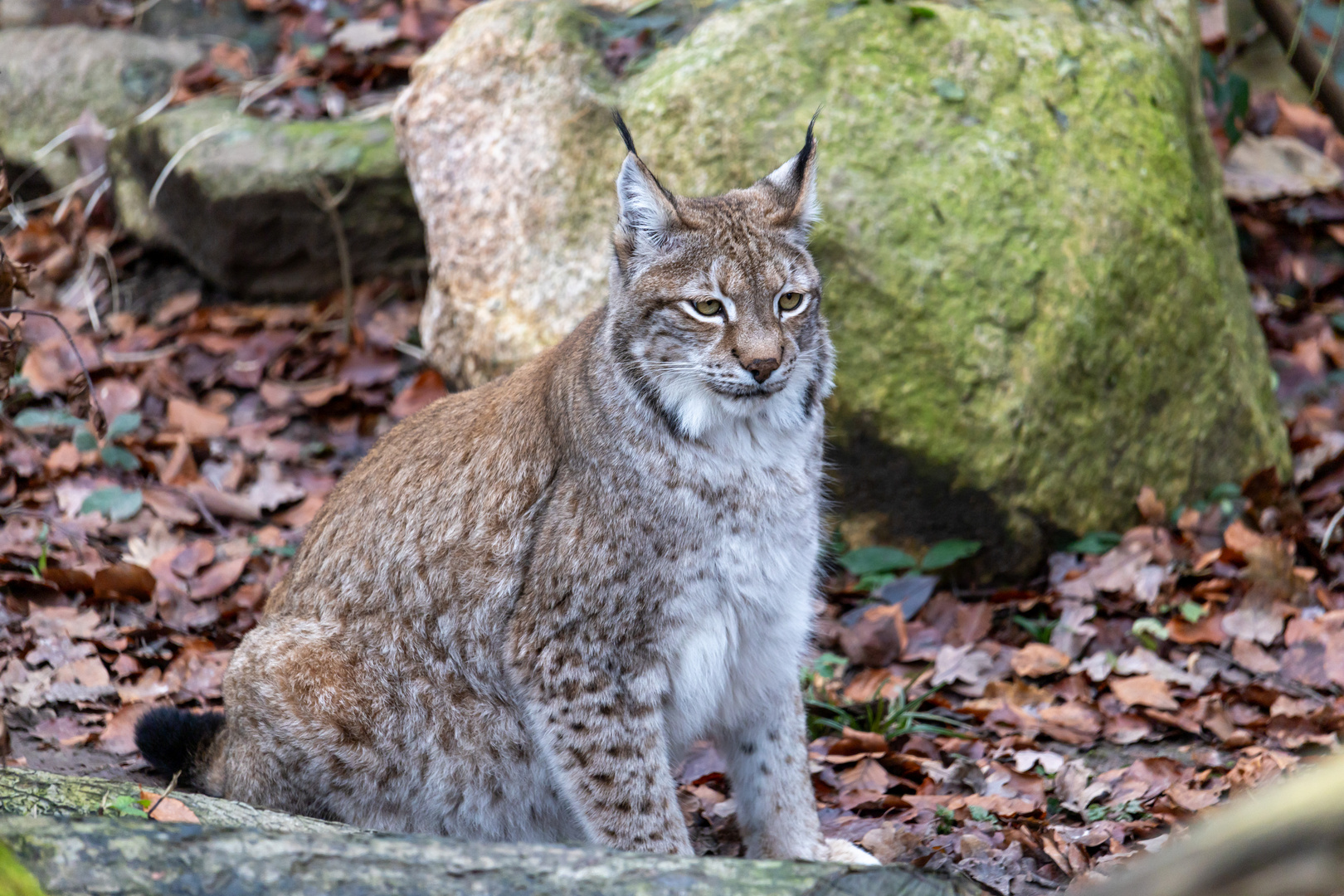 Europäischer Luchs Foto & Bild | tiere, zoo, wildpark & falknerei ...