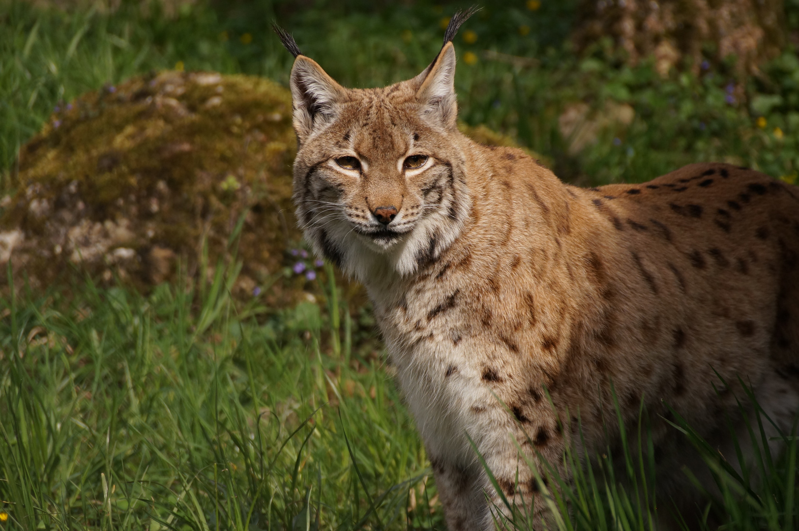 Europäischer Luchs Foto & Bild | tiere, zoo, wildpark & falknerei ...