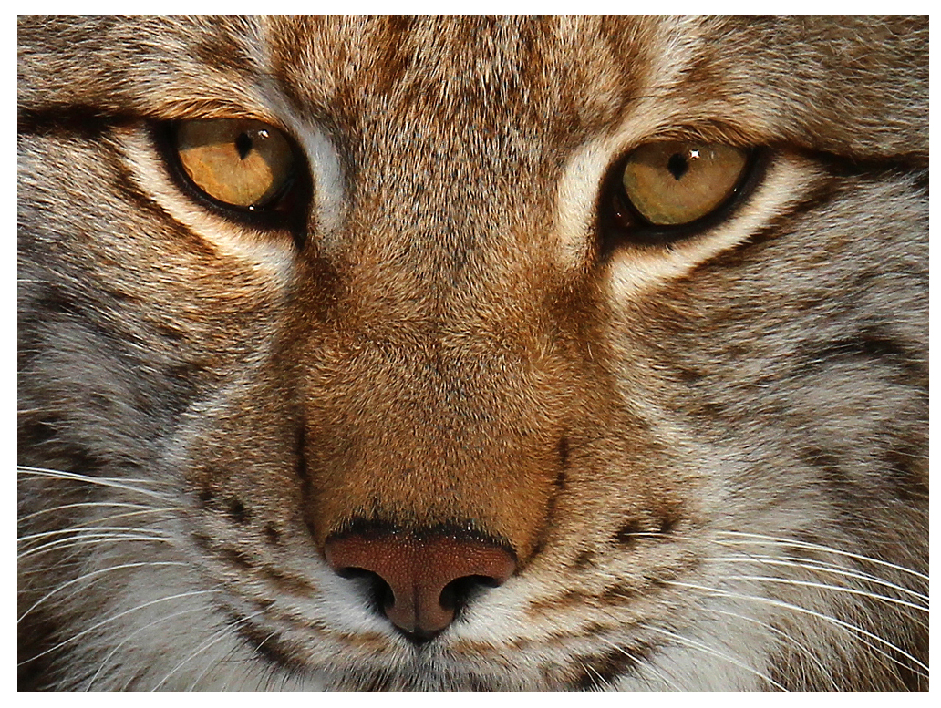 Europäischer Luchs Foto & Bild | tiere, zoo, wildpark & falknerei ...