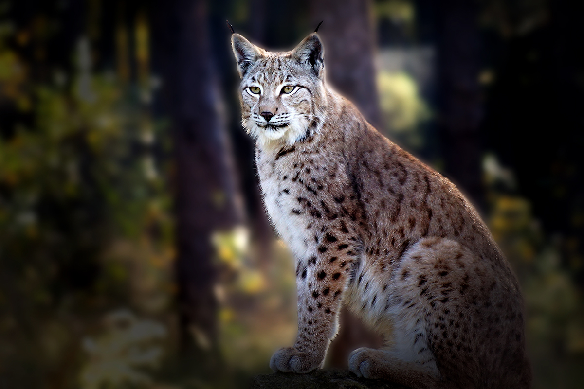 Europäischer Luchs Foto & Bild | tiere, zoo, wildpark & falknerei ...