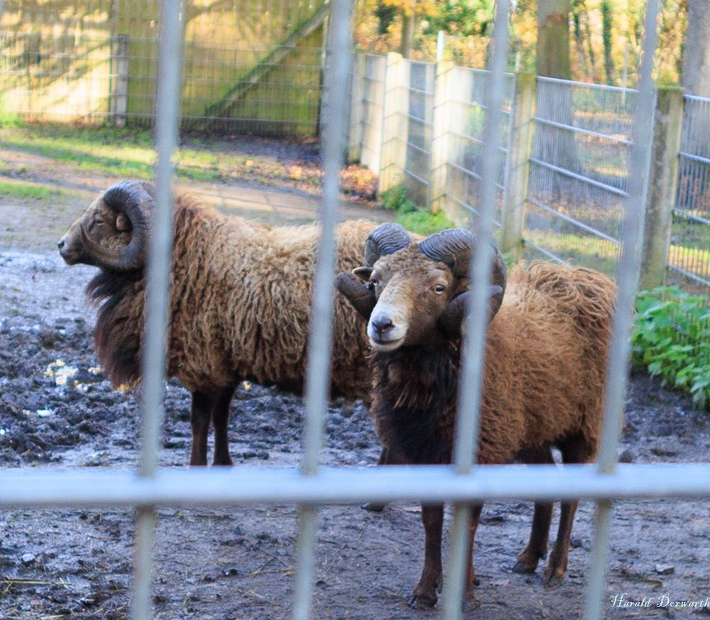 Europäischer Mufflon (Ovis gmelini musimon) Foto & Bild | tiere, zoo ...