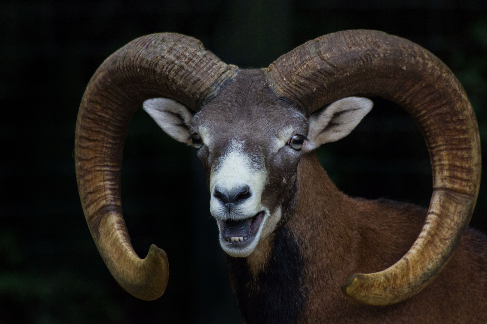 Europäischer Mufflon (Ovis orientalis) Foto & Bild | tiere, zoo ...