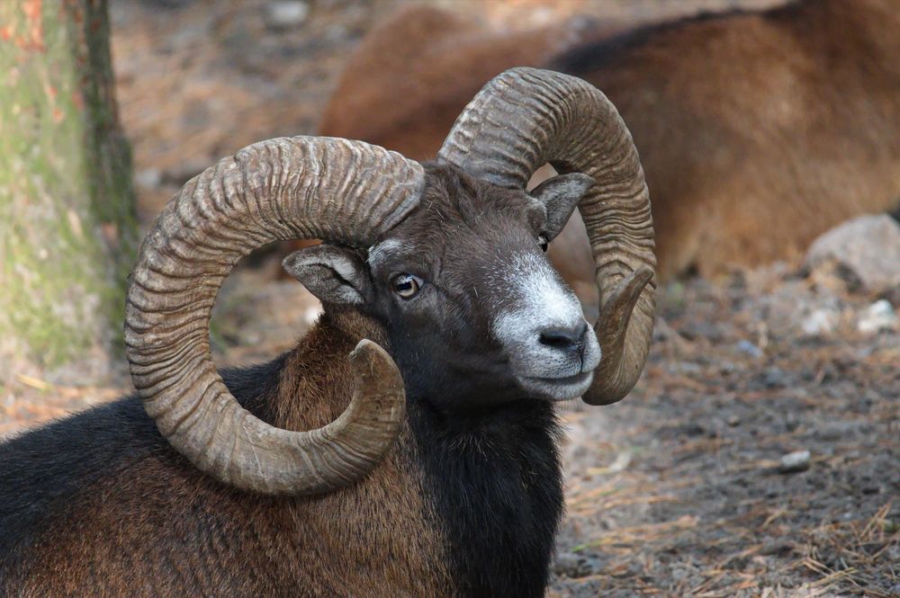 Europäischer Mufflon ( Widder) Foto & Bild | natur, zoo, tiere Bilder ...